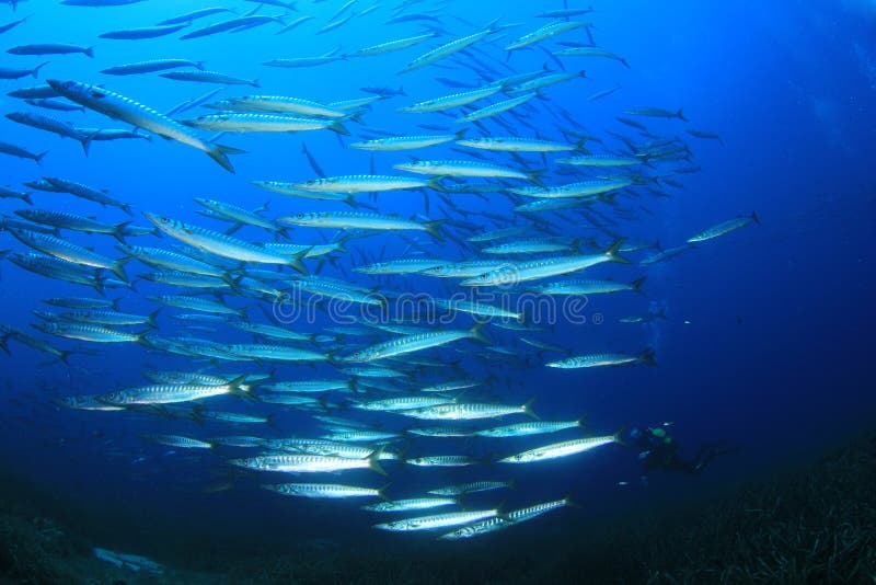 School of Barracuda fish stock photo. Image of tuna, ocean - 25924820