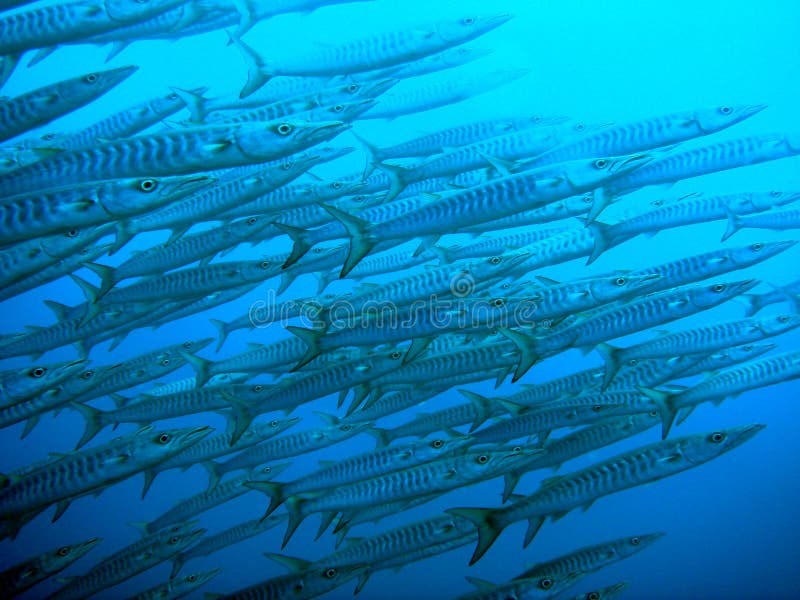 Barracuda Storm stock image. Image of storm, fish, barracuda - 7401915