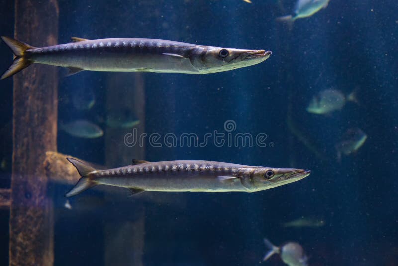 Barracuda stock foto. Image of wild, dier, tropisch, blauw - 36100786