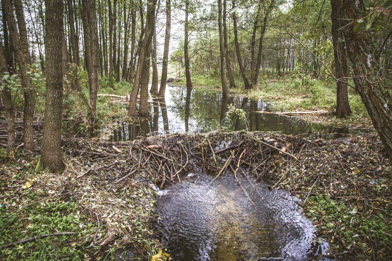 Barrage De Castor Photos Stock - Téléchargez 1,241 Photos libres de droits
