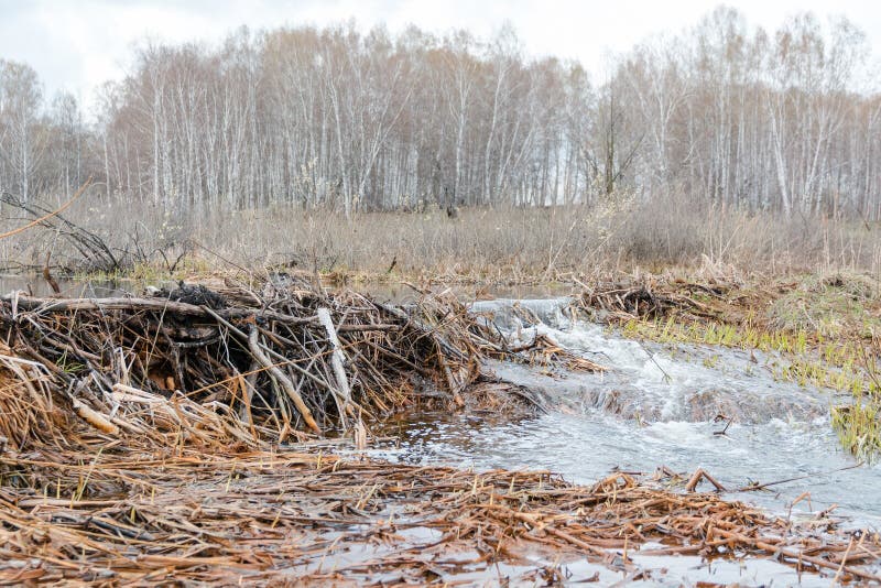 Barrage De Castor Photos Stock - Téléchargez 1,241 Photos libres de droits