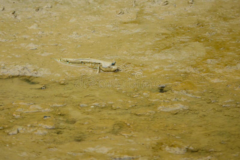 Barrage fish stock image. Image of zone, fish, mudskipper - 317045599