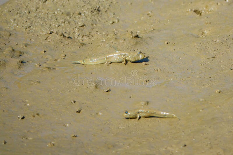Barrage fish stock image. Image of animal, mudskipper - 317045843
