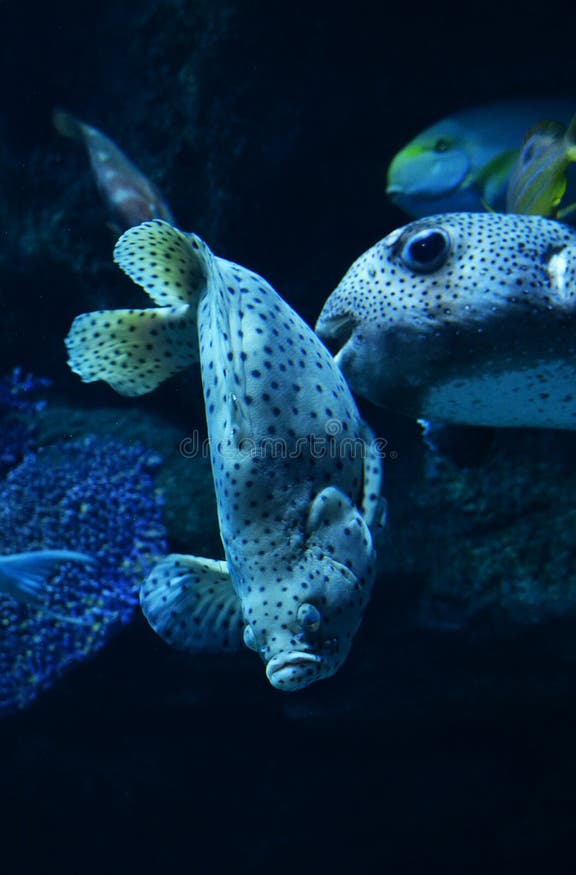 Barramundi cod stock image. Image of chromileptes, fish - 69080033