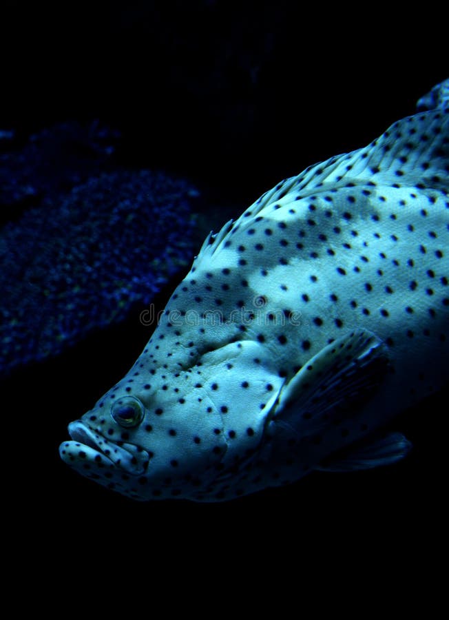 Barramundi cod stock image. Image of humper, reef, chromileptes - 69080067