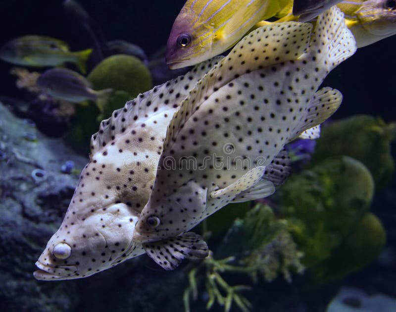 Humpback grouper stock image. Image of chromileptes, fish - 55051271