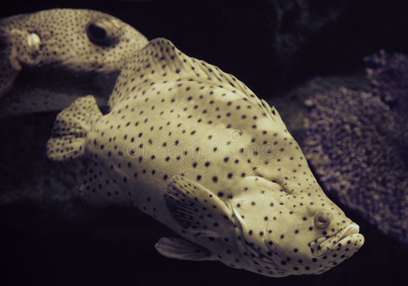 Humpback grouper stock photo. Image of grouper, panther - 55051272