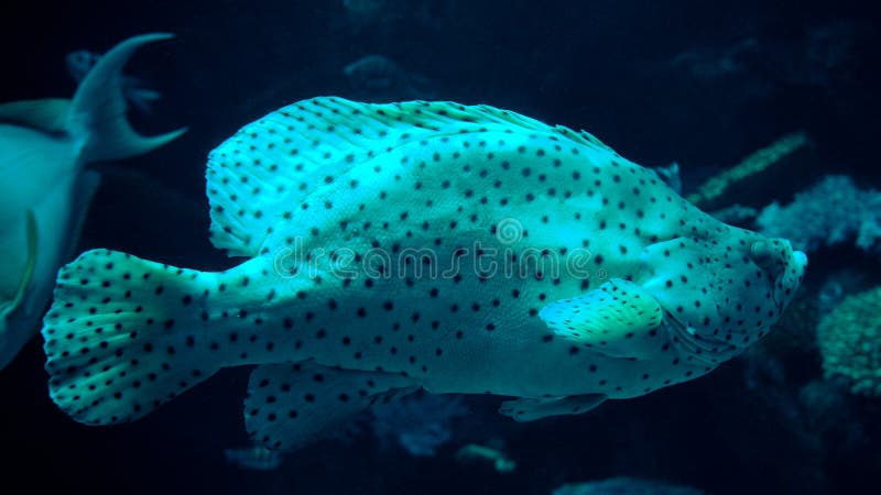 Barramundi cod stock photo. Image of water, humpback - 69231806