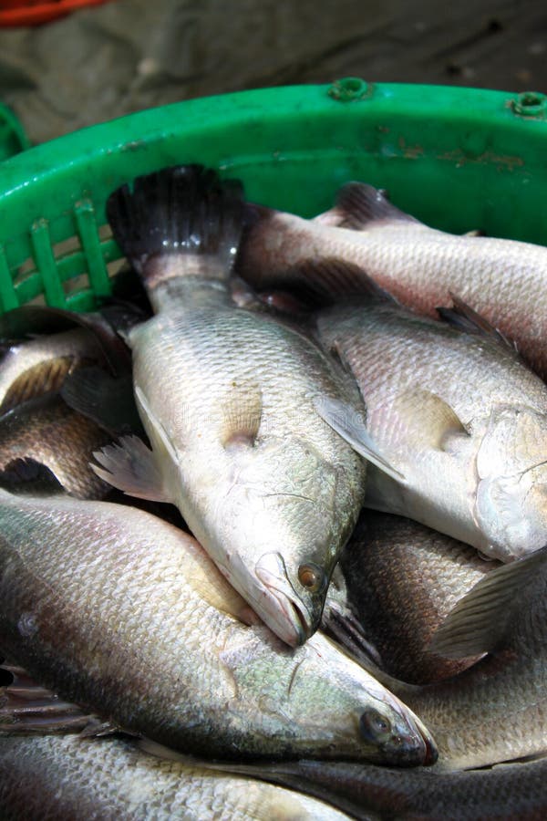 Barramundi fish stock photo. Image of latidae, fish, barramundi - 11898130