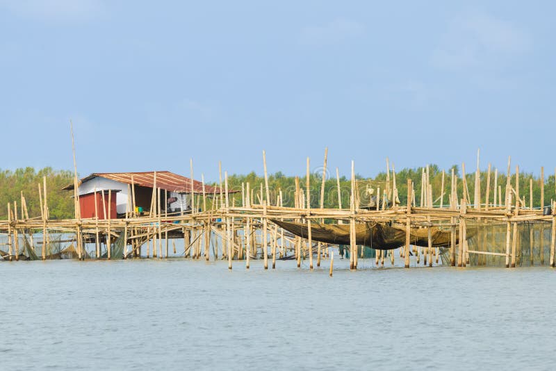 The Barramundi Fish or Silver Perch Fish Farm Stock Image - Image of ...