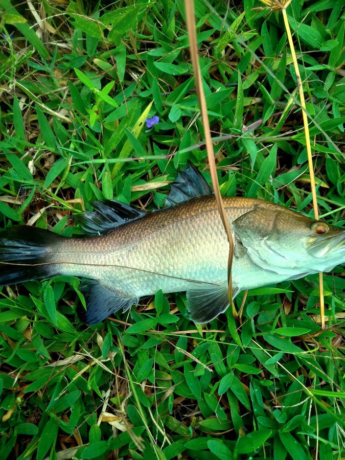 The barramundi stock image. Image of barramundi, fish - 264616121