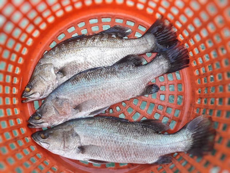 Barramundi fish stock image. Image of farming, barramundi - 84124057
