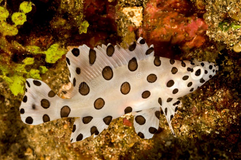 Juvenile fish on the reef stock image. Image of tropical - 21252589