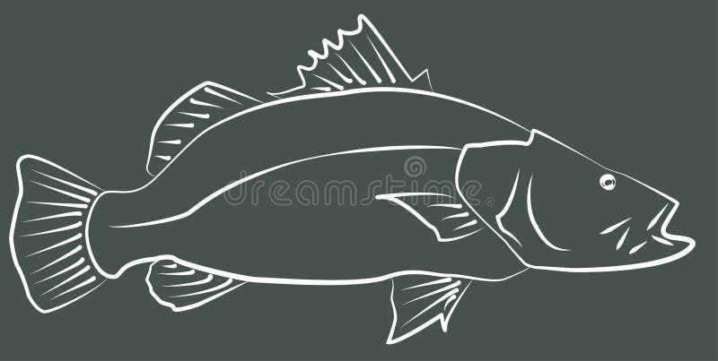 Barramundi stock vector. Illustration of fish, fishing - 66054683