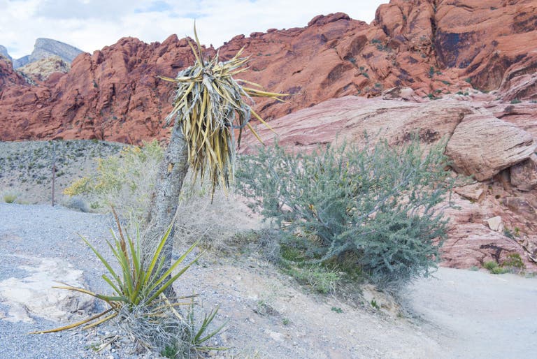 Barranco Rojo De La Roca, Nevada. Imagen de archivo - Imagen de ...