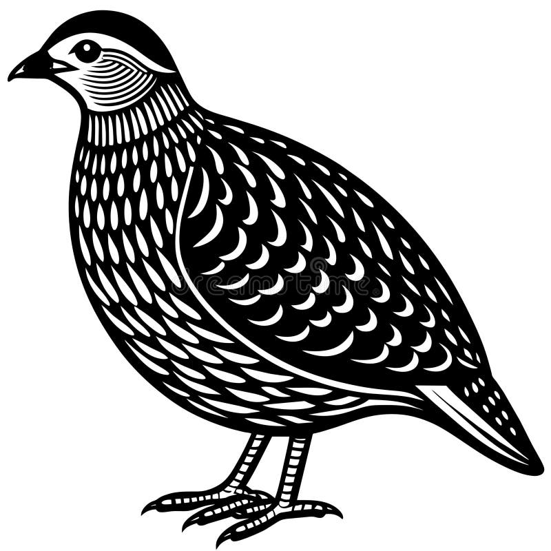 Quail Outline