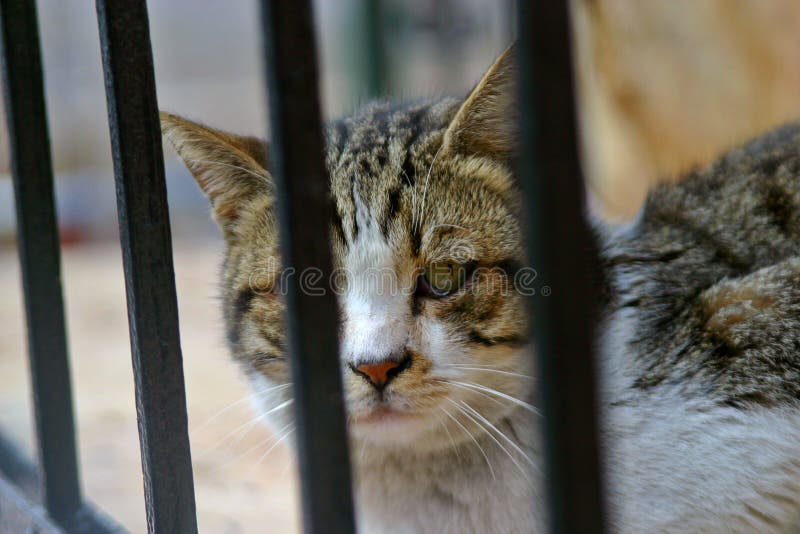Cats Jail Stock Photos - Free & Royalty-Free Stock Photos from Dreamstime