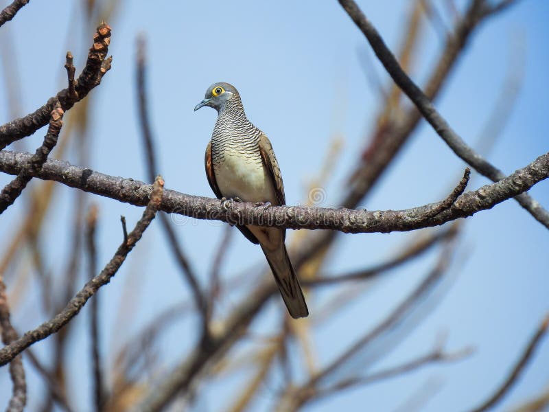 Geopelia maugei stock photo. Image of wildlife, maugei - 261386560
