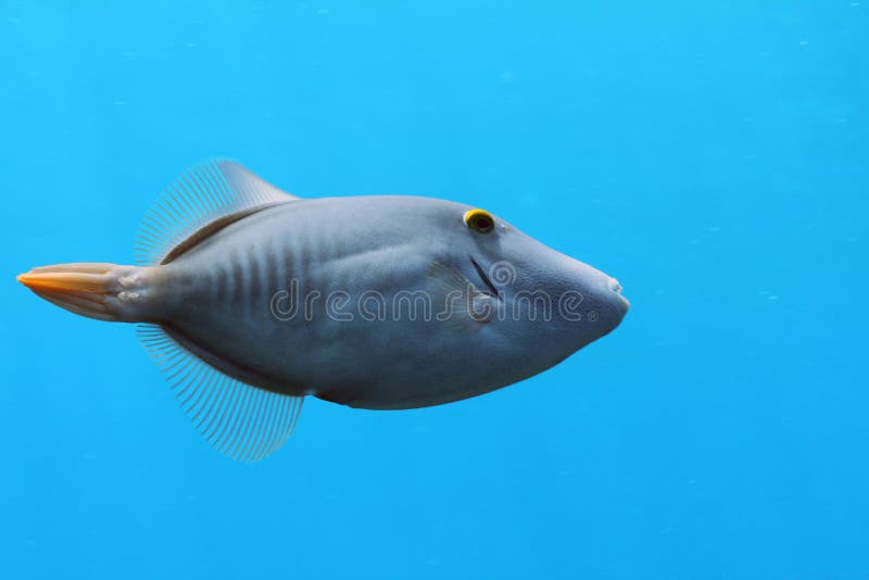 Barred Filefish stock image. Image of underwater, wildlife - 20931675