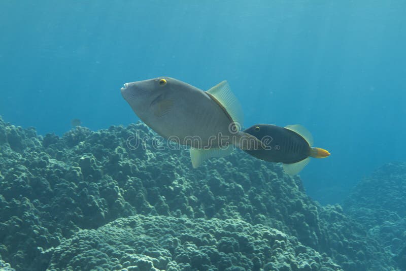 Barred Filefish stock image. Image of fish, filefish - 22108529
