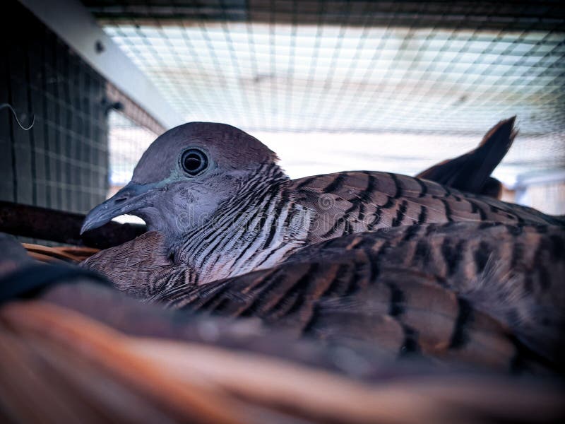 Barred Ground Dove or Zebra Pigeon on Its Nest Inside the Cage Stock ...