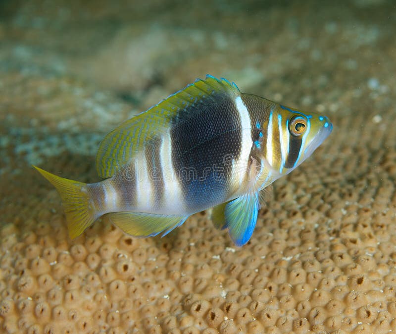 Barred Hamlet stock photo. Image of tails, blue, sealife - 17073730