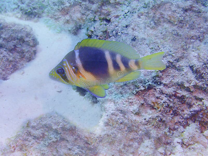Barred Hamlet (Hypoplectrus Puella) Stock Image - Image of underwater ...