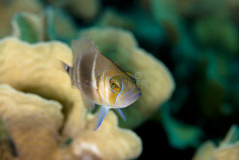 Barred Hamlet (Hypoplectrus Puella) Stock Image - Image of underwater ...