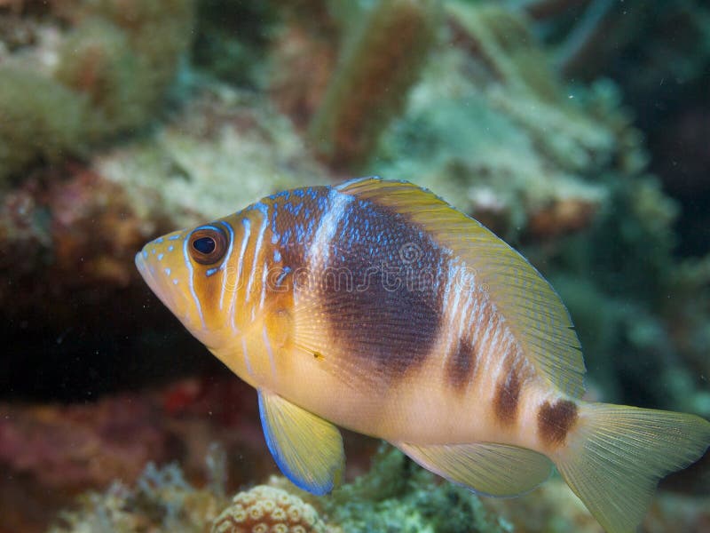 Barred Hamlet stock image. Image of swim, caribbean, tropical - 7405295