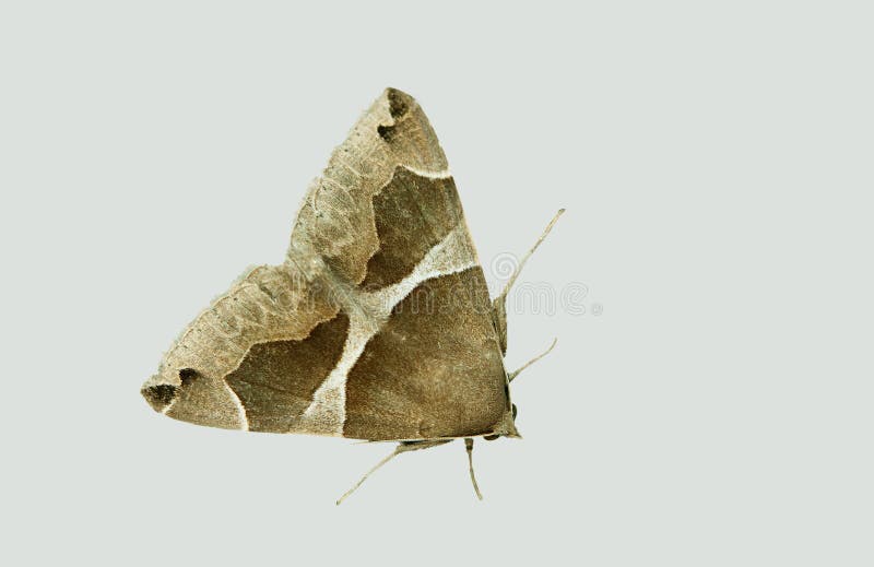 Barred Moth - Isolated on Grey Stock Photo - Image of moth, macro: 15897836