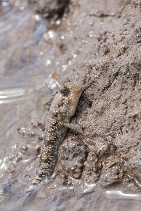 The Barred Mudskipper Fish. Stock Image - Image of periophthalmus ...