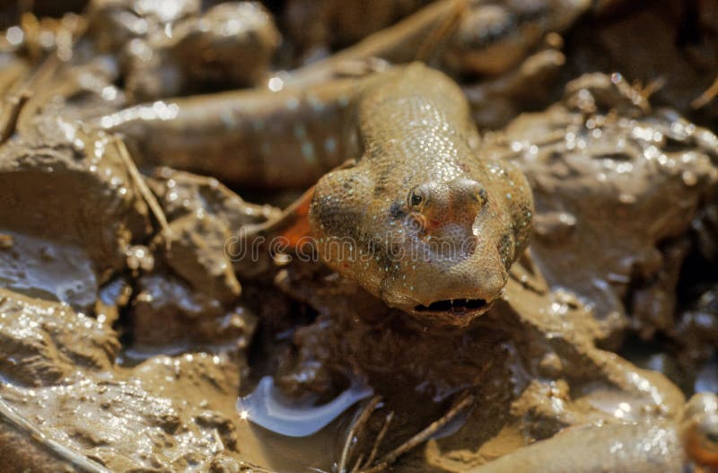 Barred mudskipper stock photo. Image of four, french - 330503952