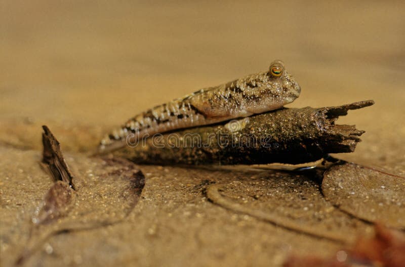Barred mudskipper stock image. Image of wildlife, island - 330504017