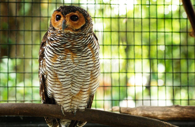 Fat Owl Stock Photos - Free & Royalty-Free Stock Photos from Dreamstime