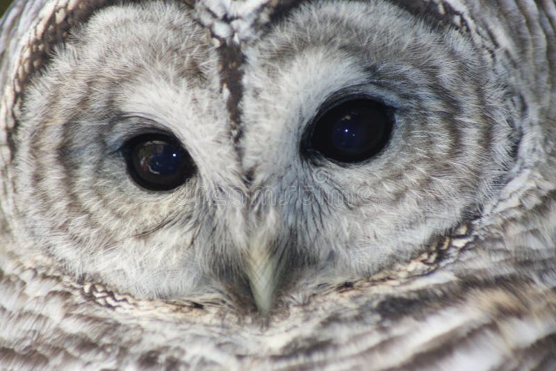Barred Owl stock image. Image of bird, feathers, hoot - 21091959