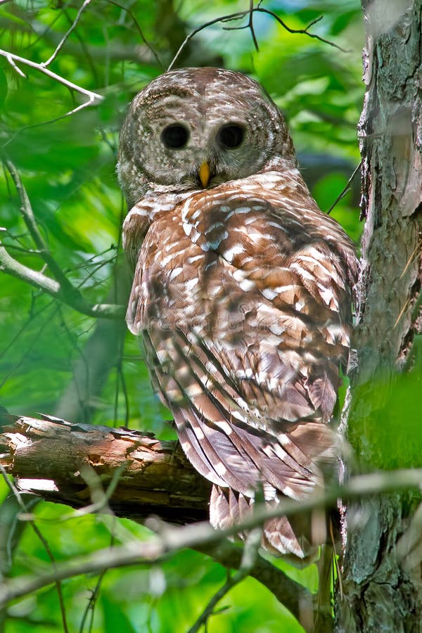 Barred Owl Looking Down stock photo. Image of wild, nature - 29332110