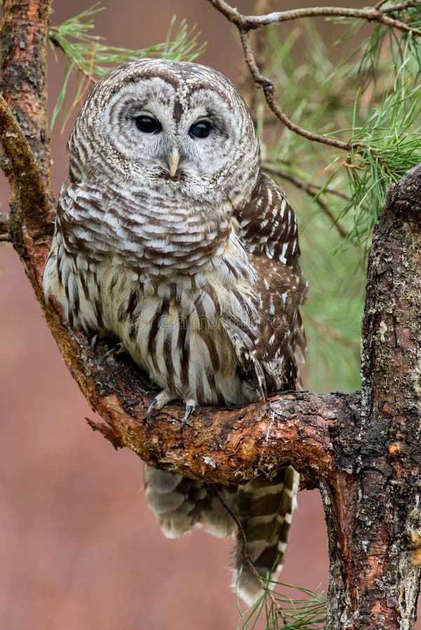 Barred Owl full body stock image. Image of hooter, full - 95560631