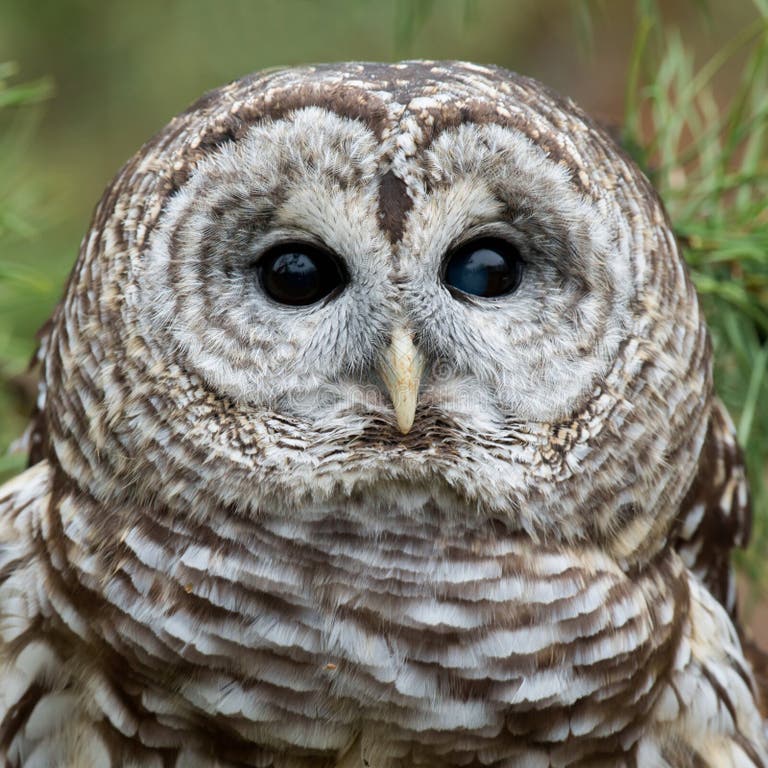 Barred Owl stock image. Image of square, barred, portrait - 28701493