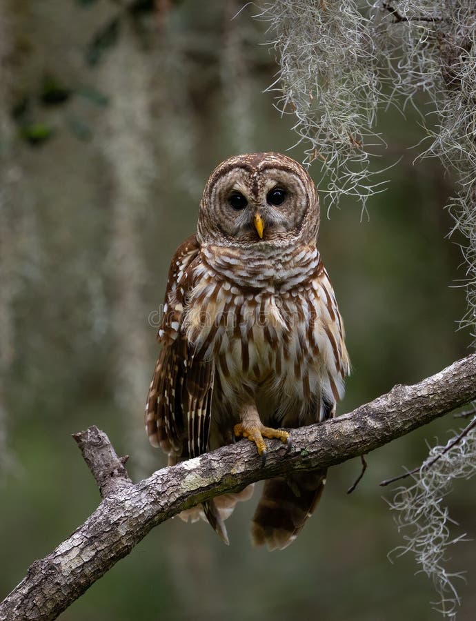 Barred Owl in Central Florida Stock Image - Image of hawk, green: 332987119