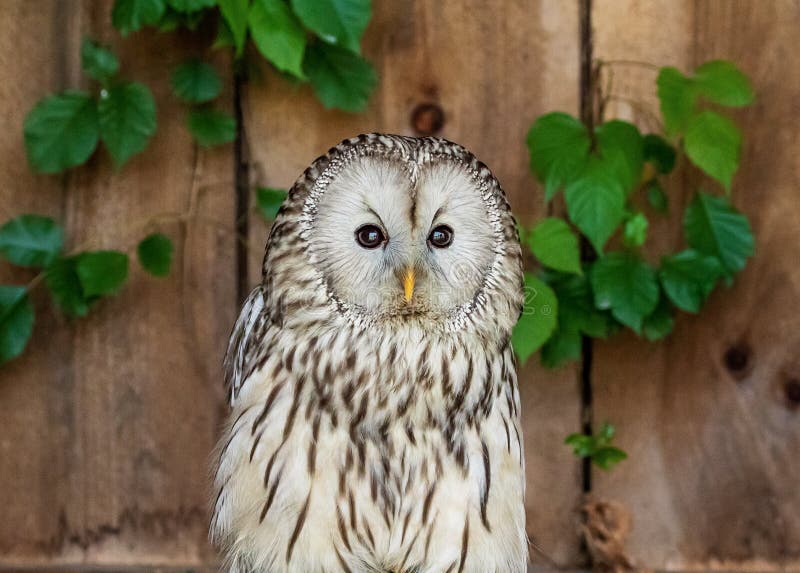 Barred Owl stock image. Image of wood, wild, canada, life - 64373477