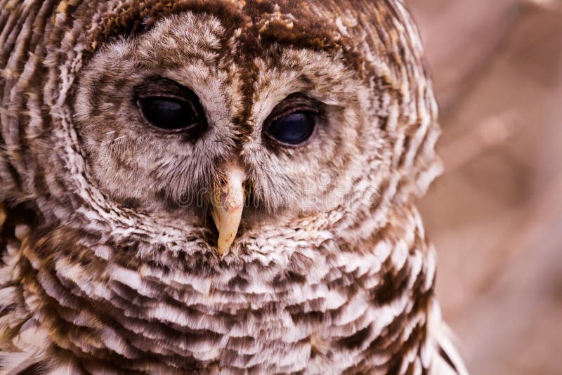 Barred Owl stock image. Image of animals, year, nature - 288385031