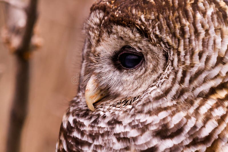 Barred Owl stock image. Image of captivity, sorrow, animals - 288617695