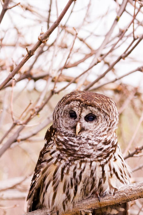 Barred Owl stock image. Image of bird, sorrow, animals - 288857743