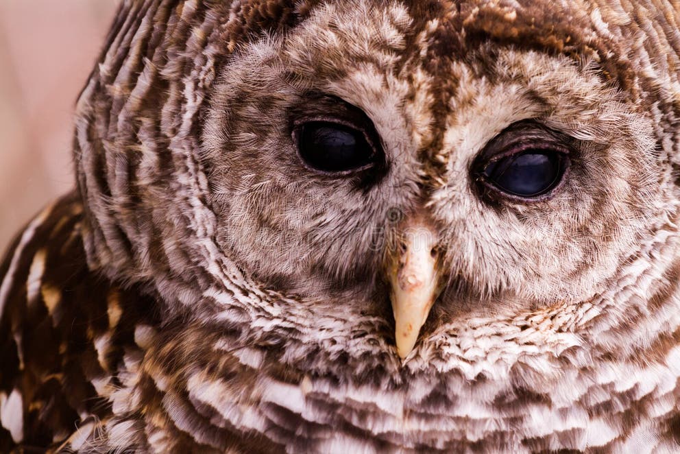 Barred Owl stock photo. Image of face, despair, captivity - 289152210