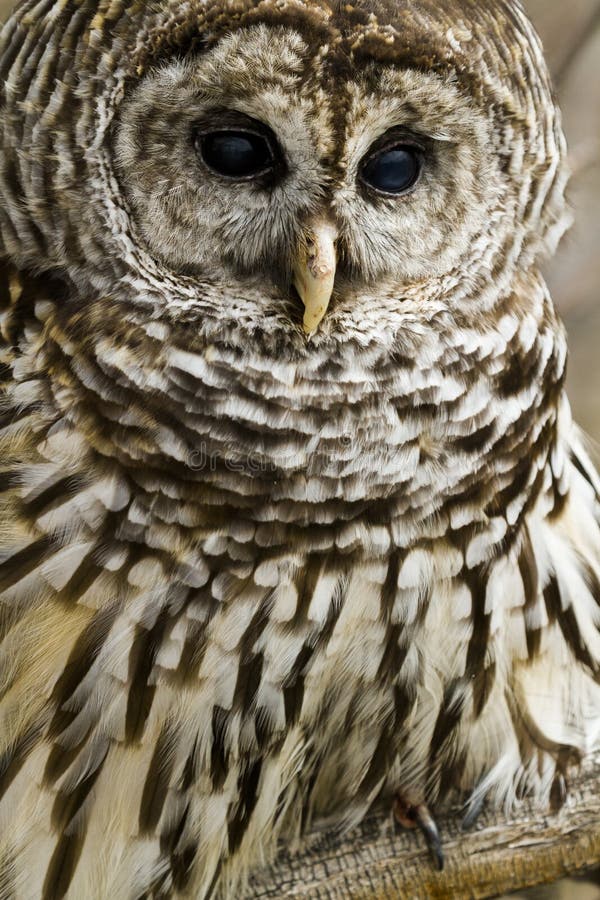 Barred Owl stock photo. Image of head, strix, captivity - 31102196