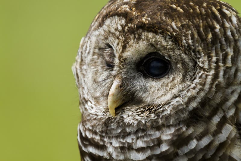 Barred Owl stock image. Image of eyes, hooter, animal - 31103001