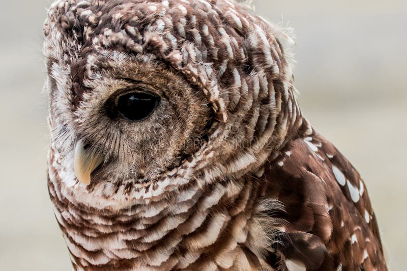 Barred Owl Close-up stock photo. Image of striped, barred - 51423468