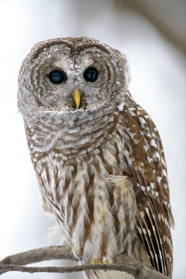 Barred owl close up stock image. Image of barred, close - 50235837