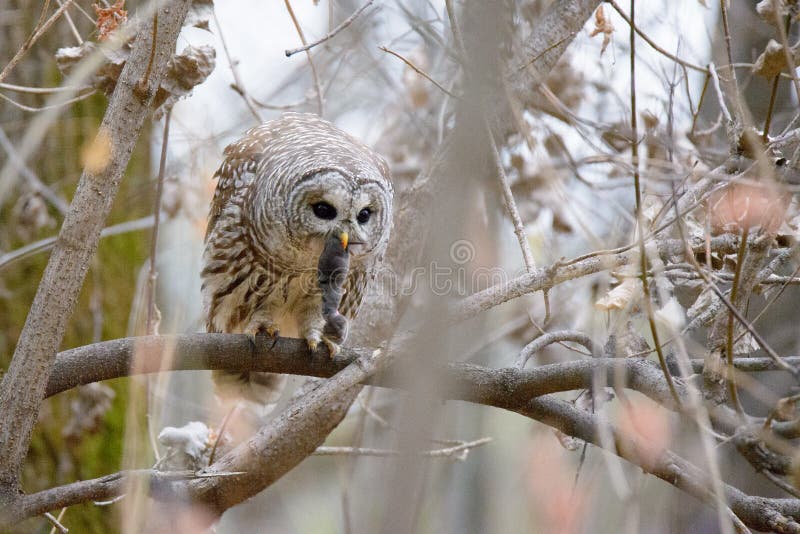 Barred owl feeding stock image. Image of branch, beak - 50236113