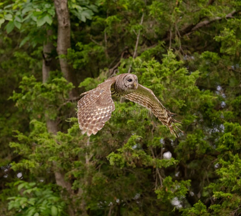 Barred Owl Flying in a Forest Stock Photo - Image of hunter, animal ...